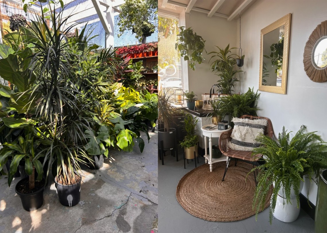 Choose the Right Tropical Plants Your Indoor Space - Santa Monica News ...